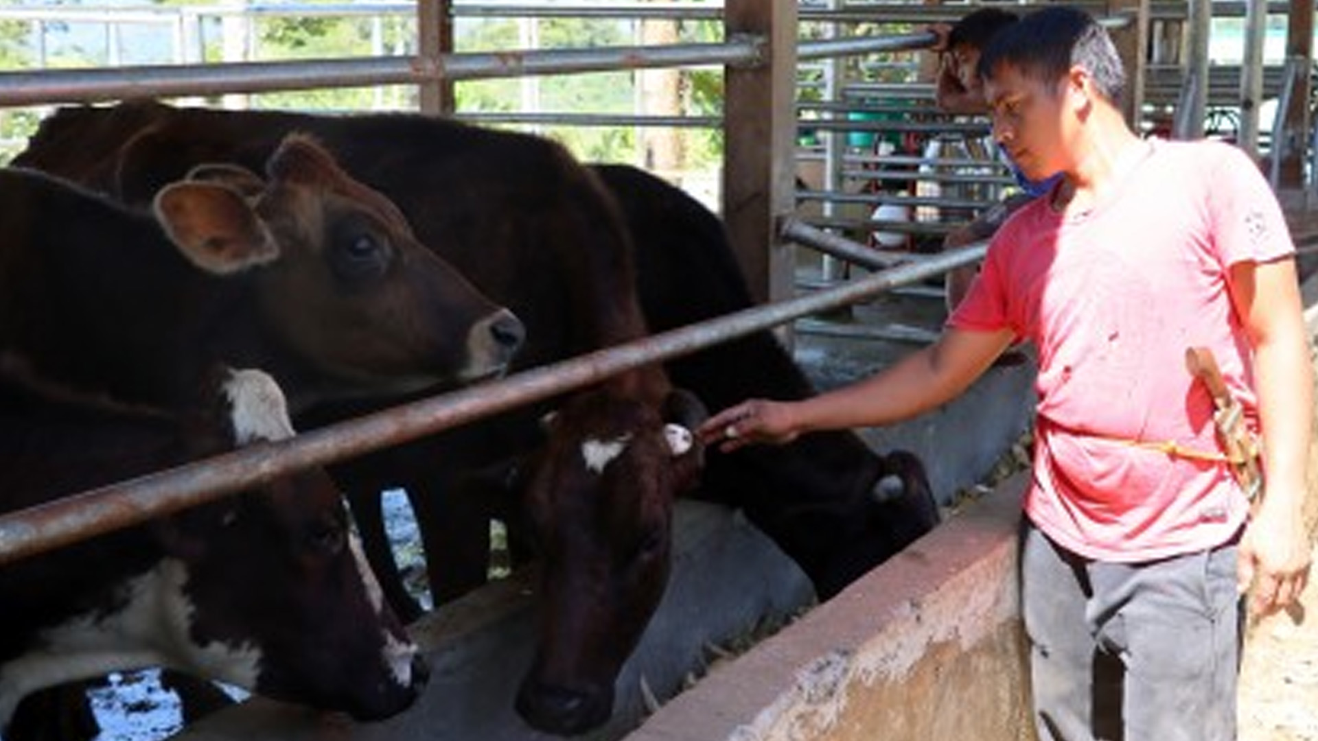 Agusan Del Sur IPs Reap Fruits From PHP8.6 Million Government Dairy ...