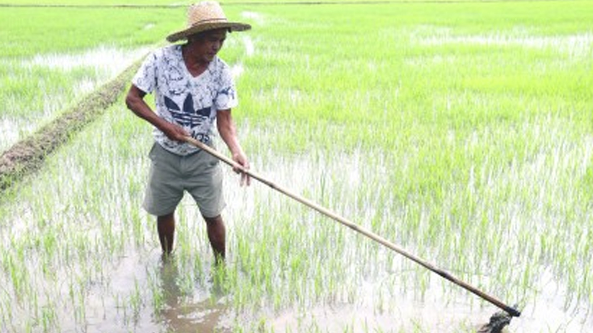 Department Of Agriculture Tests NextGen Rice Breeds In 4 Central ...