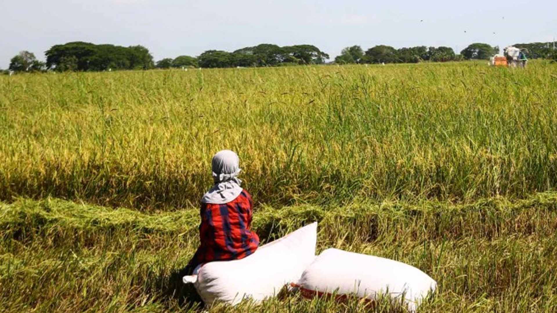 Department Of Agriculture Marks Rice Awareness Month; Filipinos Urged ...